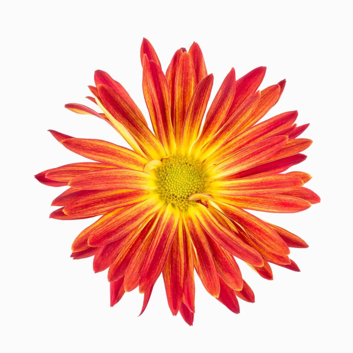 Keep Mums Healthy and Happy All Season Long - Moravian Florist