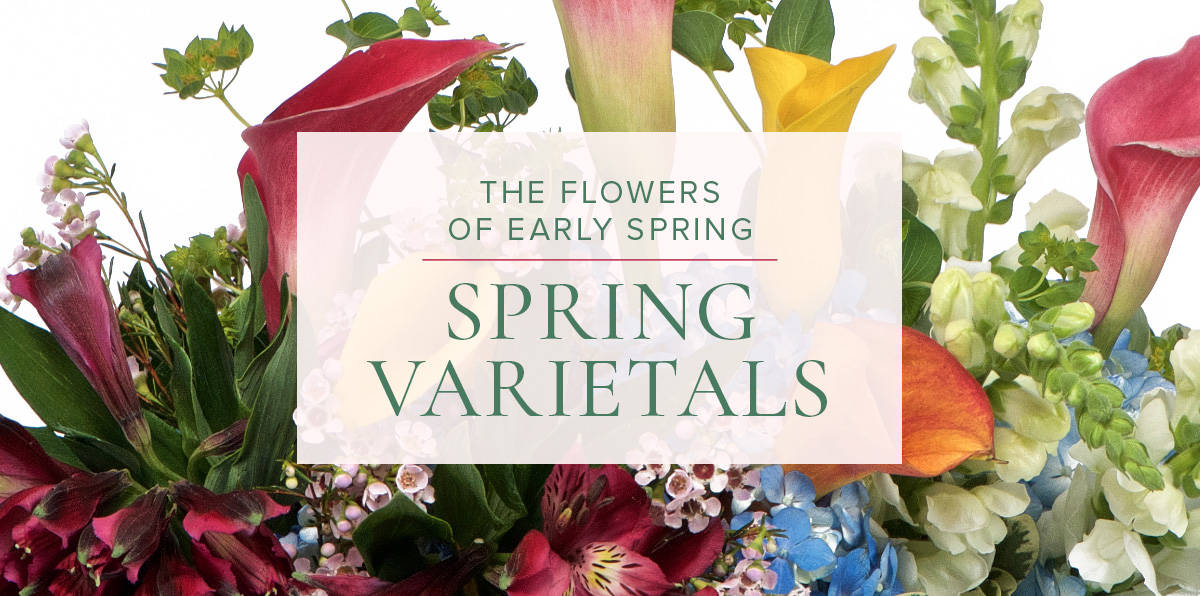 Spectacular Spring Flowers to Bring Home - Moravian Florist