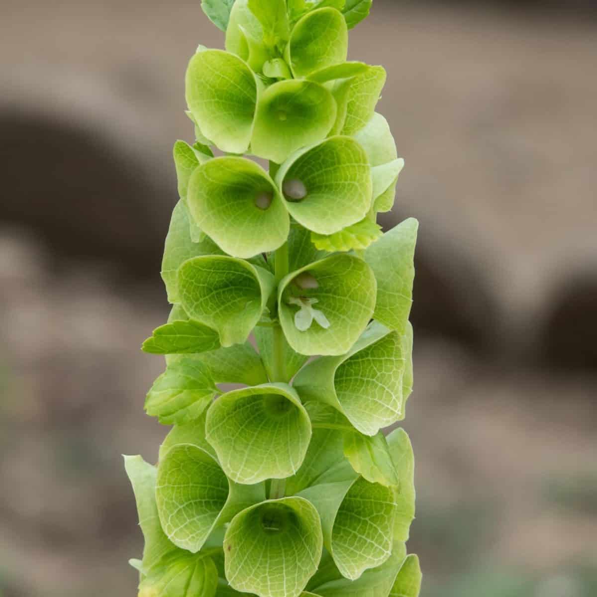 The Understated Elegance of Pastel Flowers - Moravian Florist