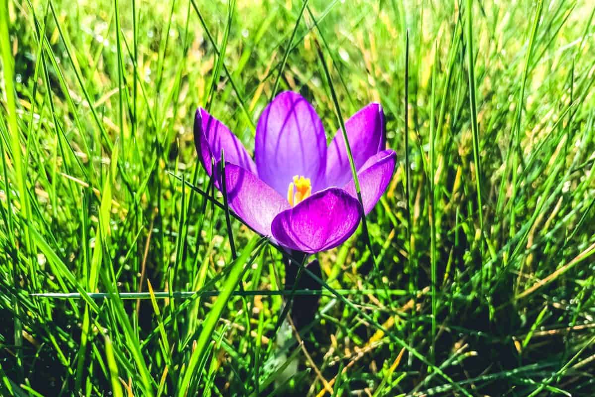 Choose Eco-Friendly Flowers - Here's How - Moravian Florist