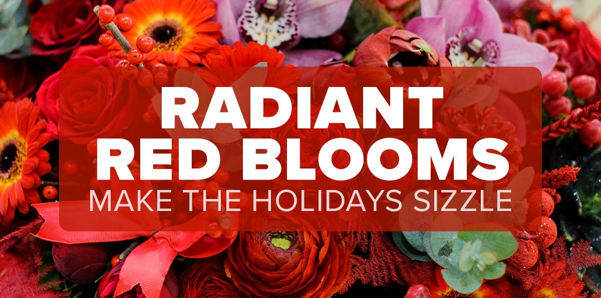 Add Fresh Red Bloom to Bring Warmth and Radiance to Your Home for the ...